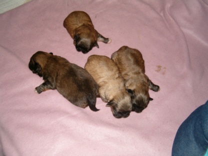 Pekingese Puppies